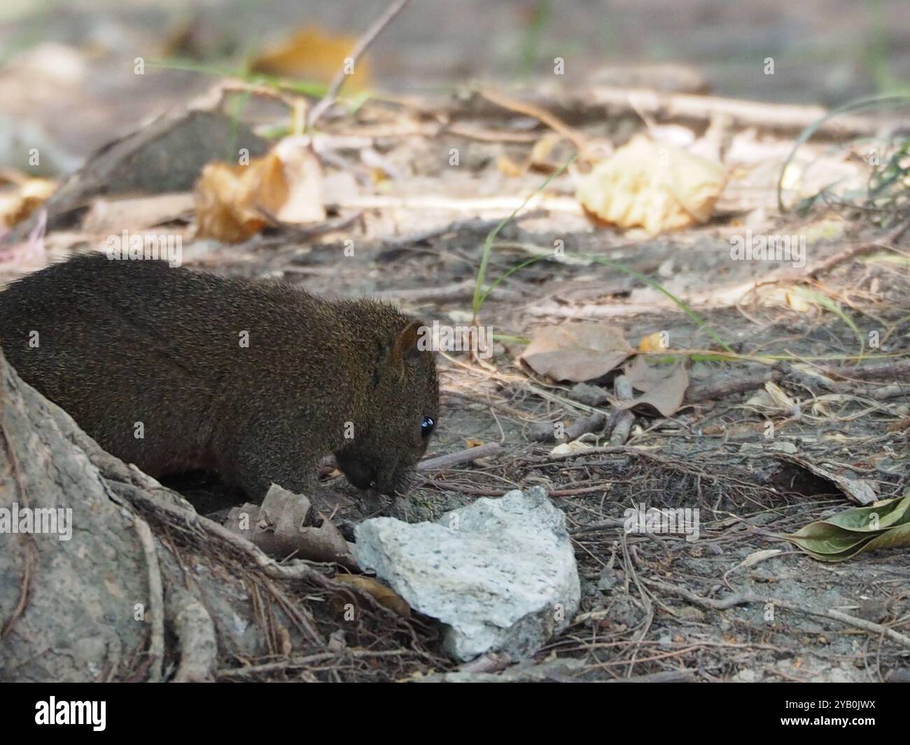 Taiwan Squirrel (Callosciurus erythraeus thaiwanensis) Mammalia Stock ...