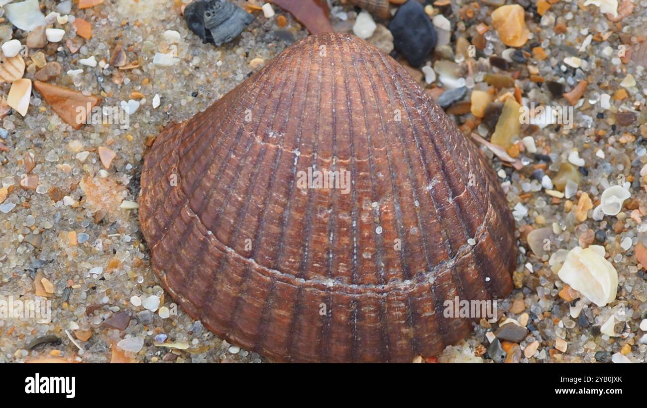 Cockles (Cardiidae) Mollusca Stock Photo - Alamy