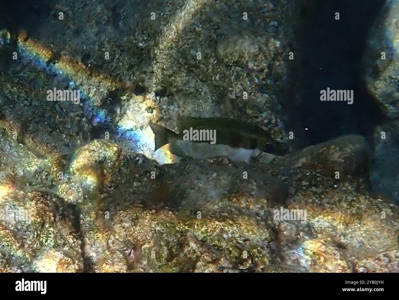 Dusky Spinefoot (Siganus luridus) Actinopterygii Stock Photo - Alamy