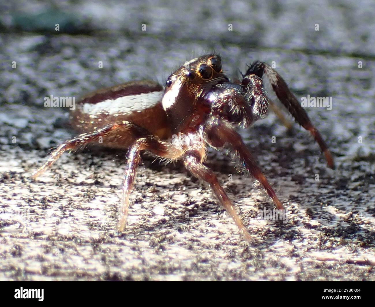 Bronze Jumping Spider (Eris militaris) Arachnida Stock Photo - Alamy