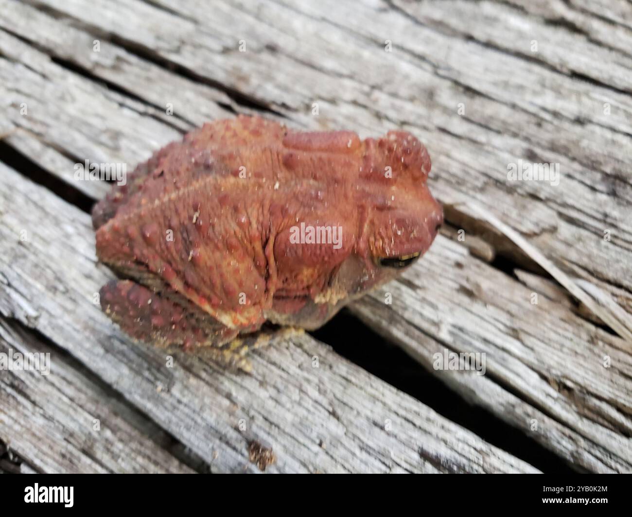 Dwarf American Toad (Anaxyrus americanus charlesmithi) Amphibia Stock ...