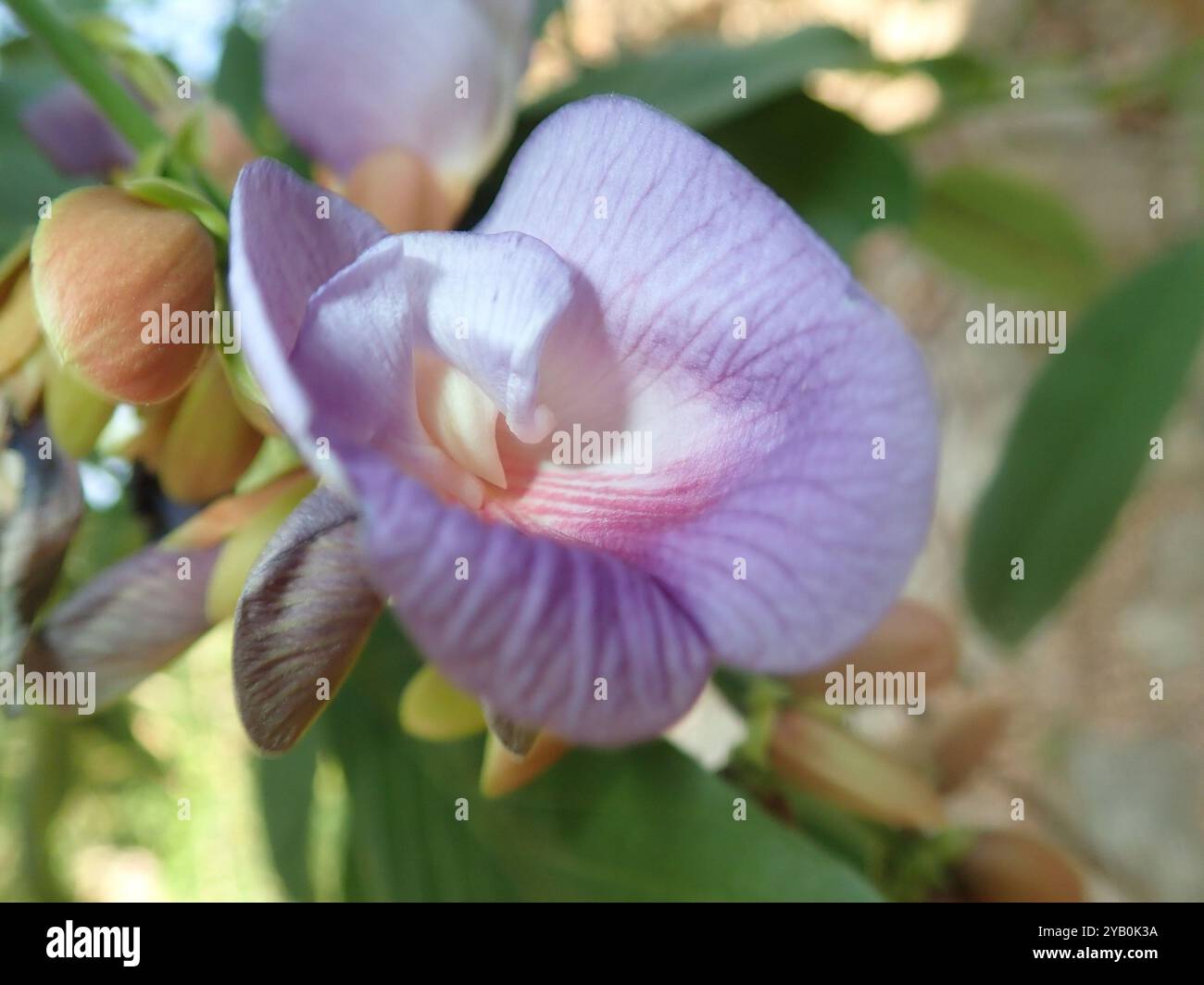 Butterfly Pea Tree (Clitoria fairchildiana) Plantae Stock Photo - Alamy