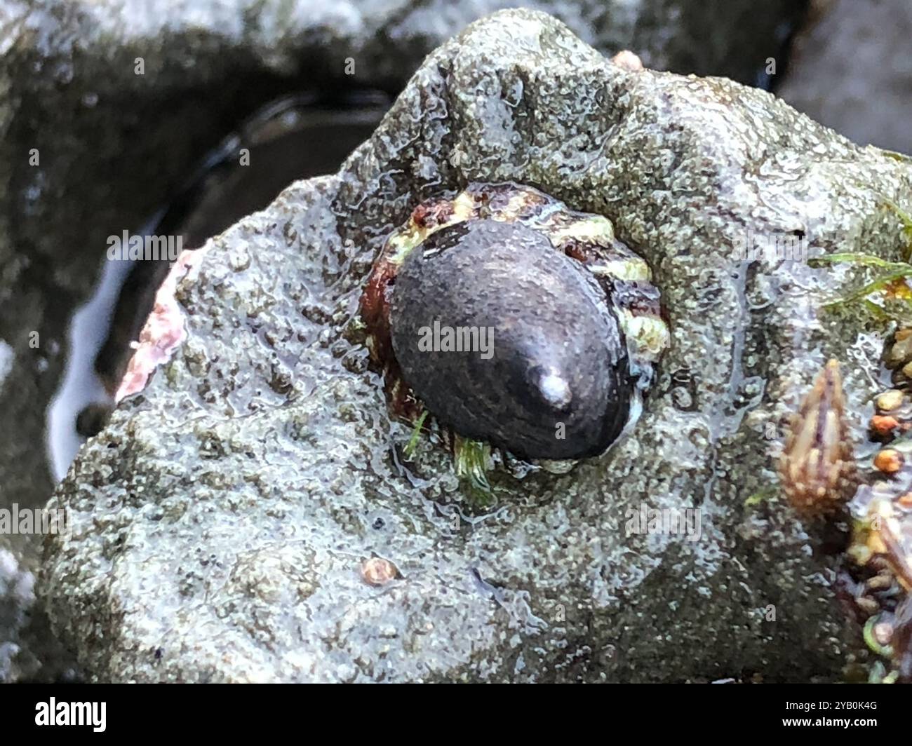 Lottia Limpets (Lottia) Mollusca Stock Photo - Alamy