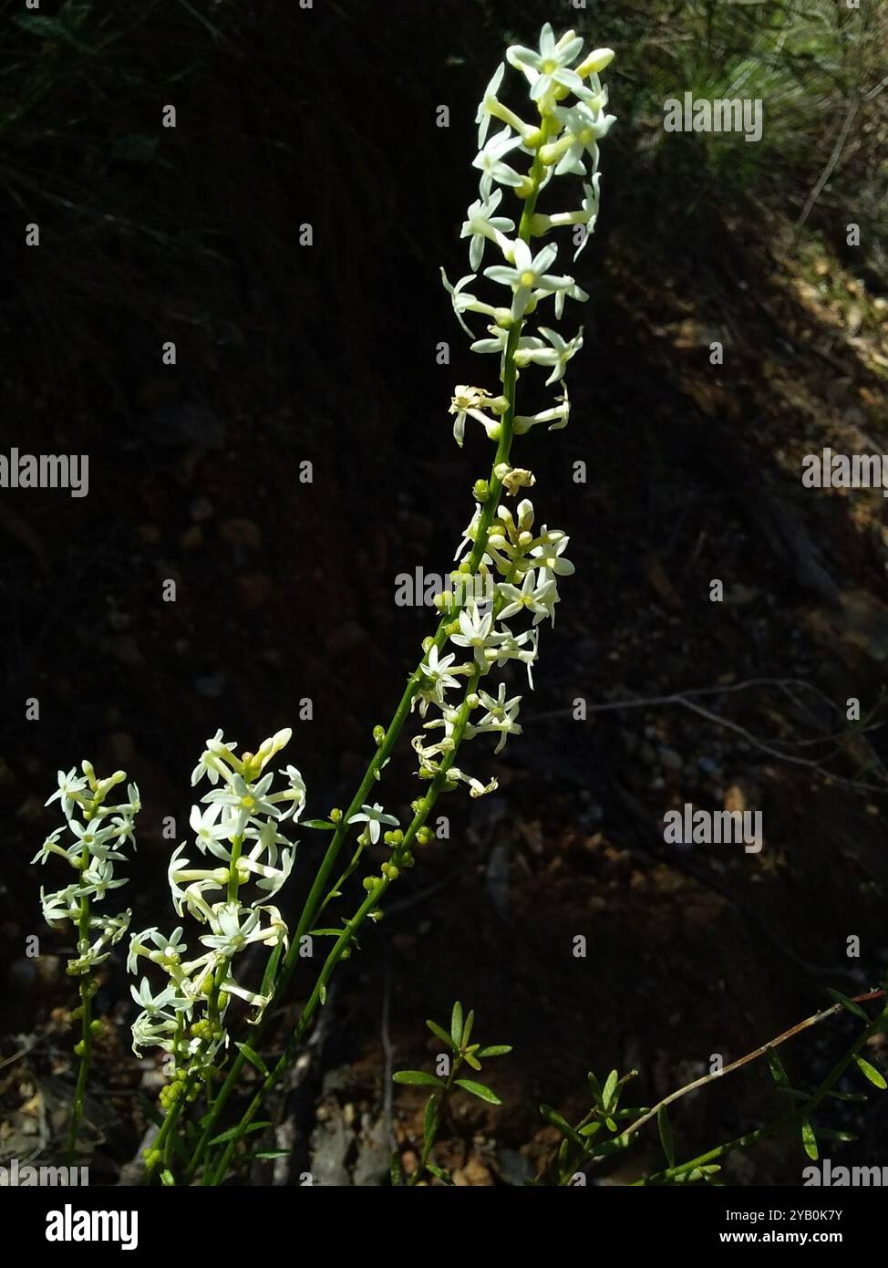 Bushy Candles (Stackhousia aspericocca) Plantae Stock Photo - Alamy