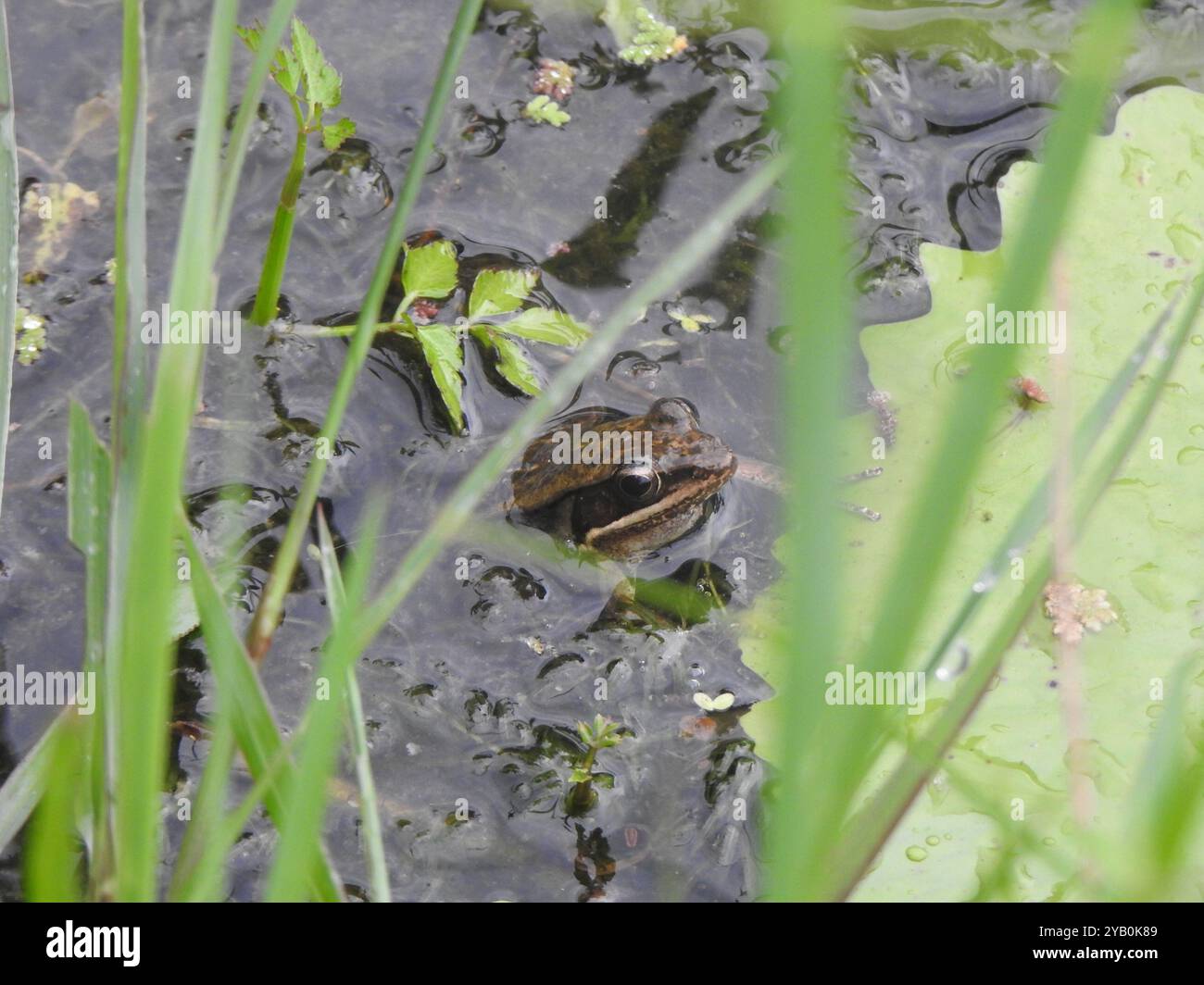 Olive Frog (Nidirana adenopleura) Amphibia Stock Photo - Alamy