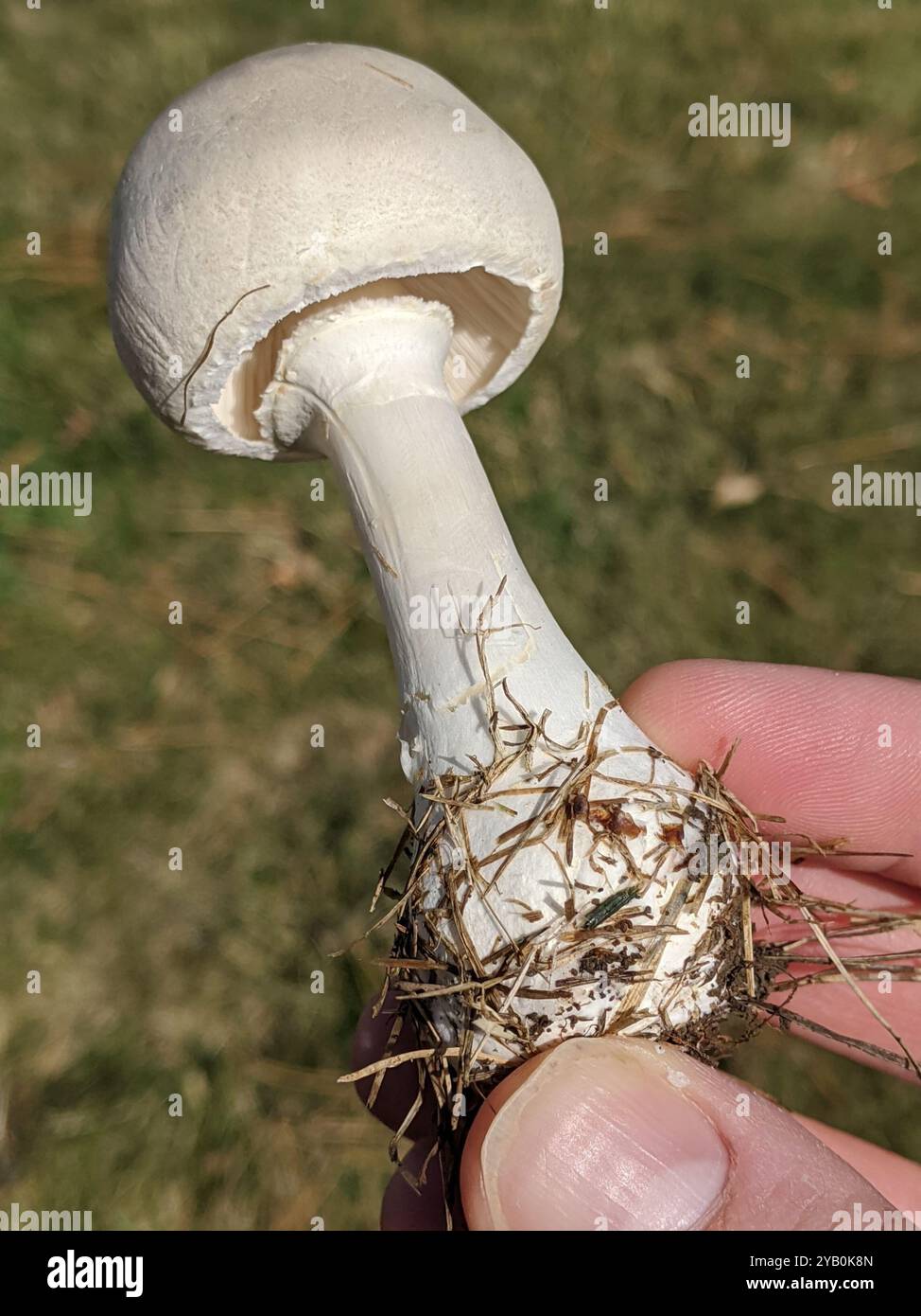 White Dapperling (Leucoagaricus leucothites) Fungi Stock Photo - Alamy