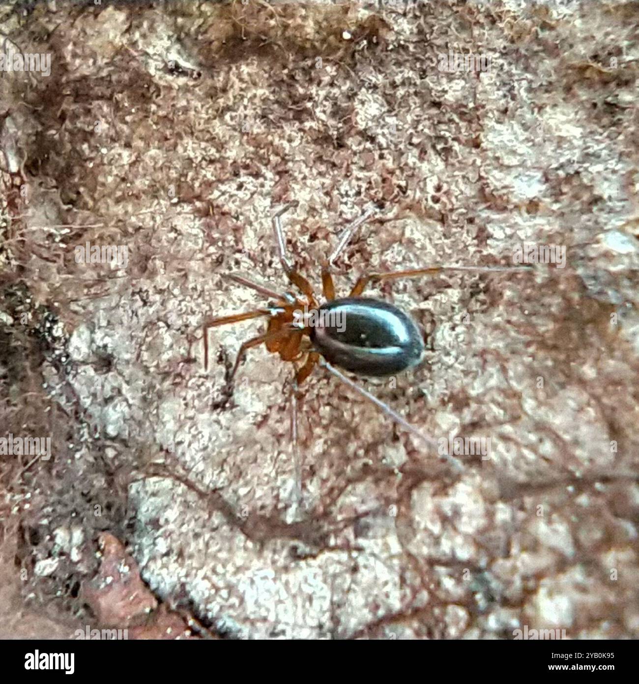 Sheetweb and Dwarf Weavers (Linyphiidae) Arachnida Stock Photo - Alamy