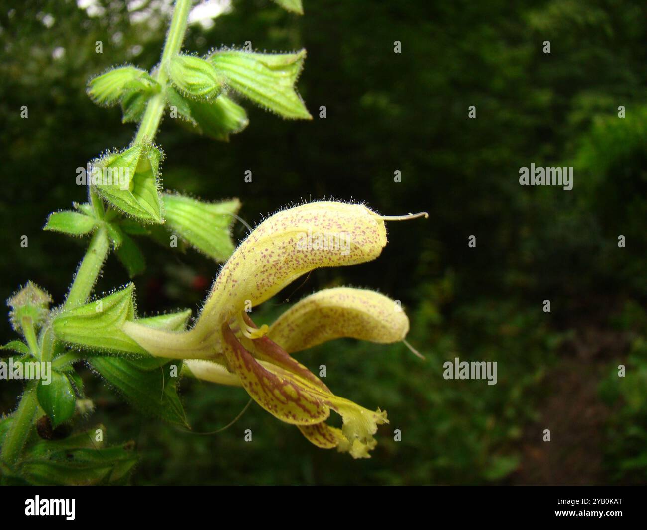 Sticky Sage (Salvia glutinosa) Plantae Stock Photo - Alamy