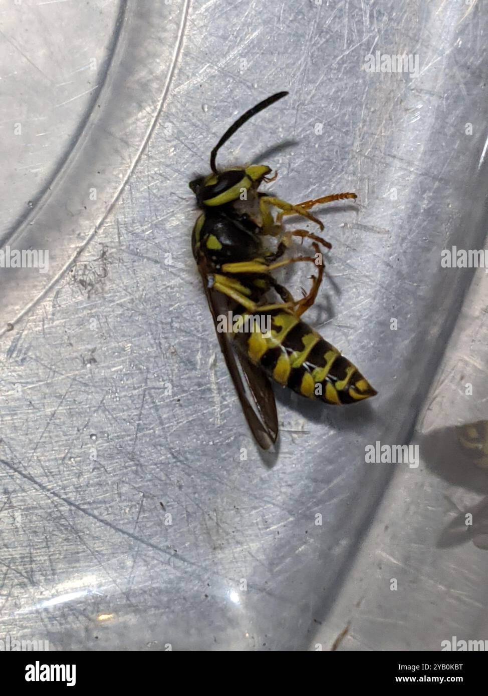 Eastern Yellowjacket (Vespula maculifrons) Insecta Stock Photo - Alamy