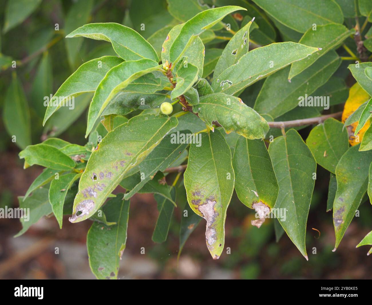 Fairy Fig (Ficus erecta) Plantae Stock Photo - Alamy