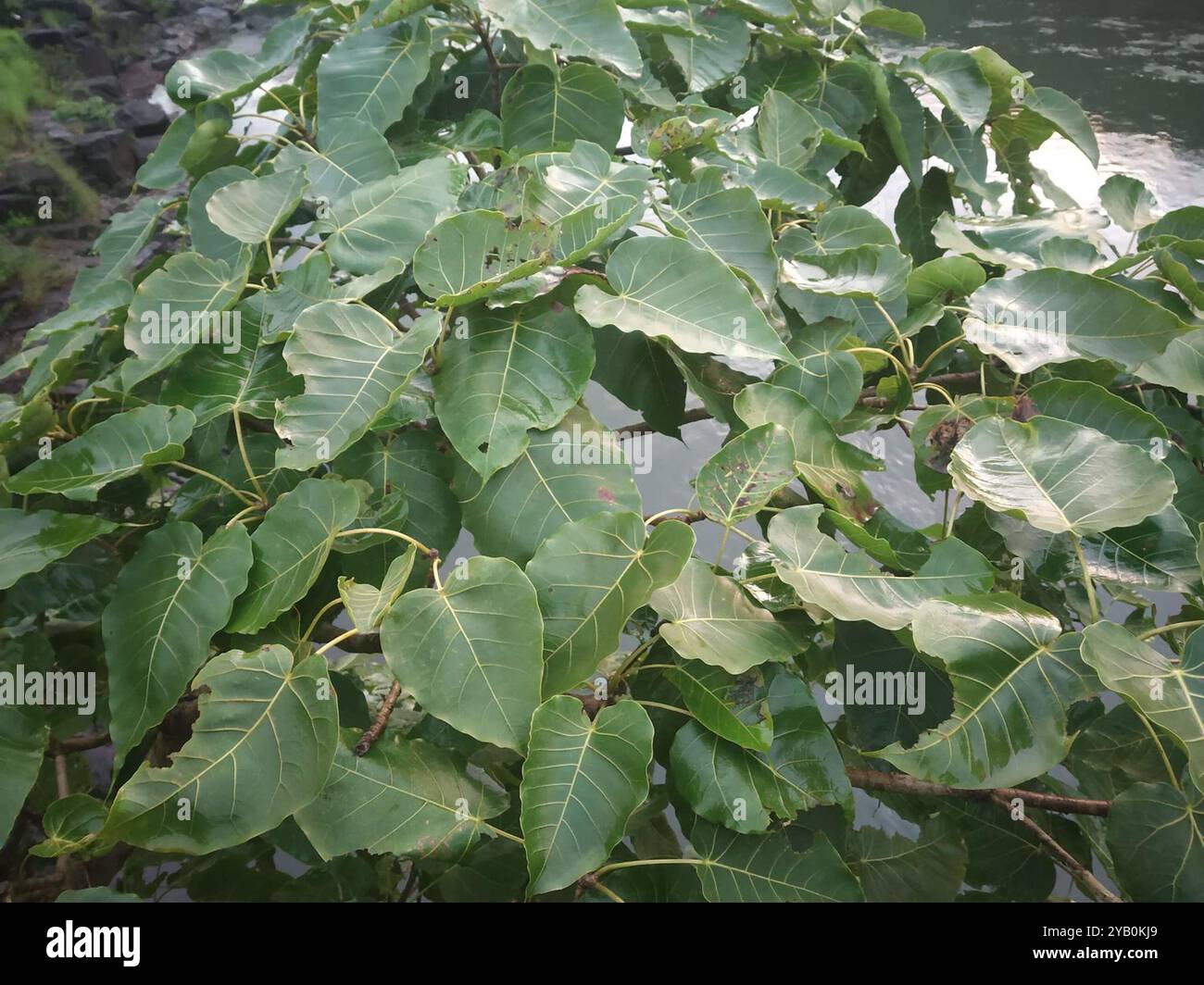 Indian Rock Fig (Ficus arnottiana) Plantae Stock Photo - Alamy