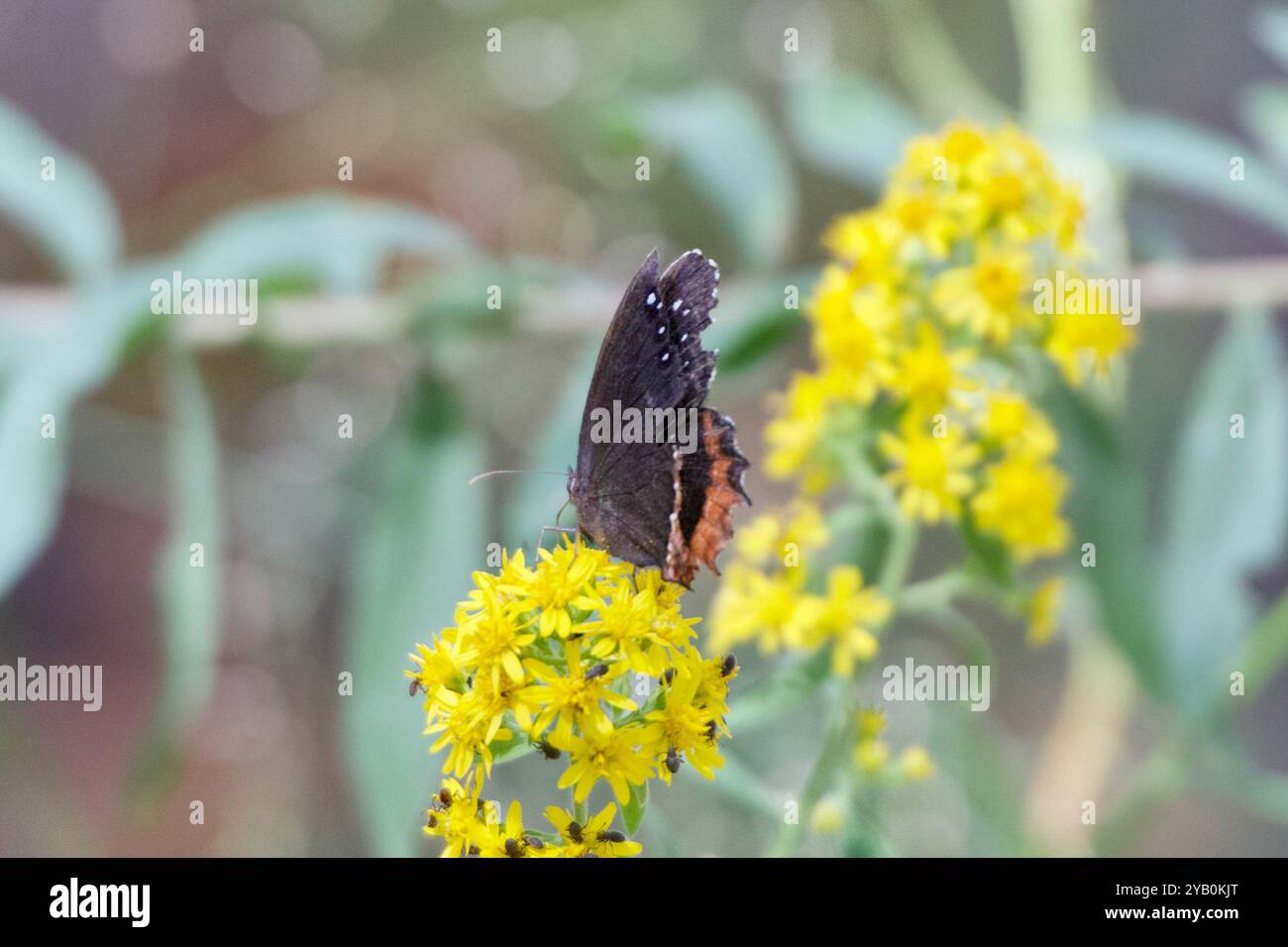 Red-bordered Satyr (Gyrocheilus patrobas) Insecta Stock Photo - Alamy