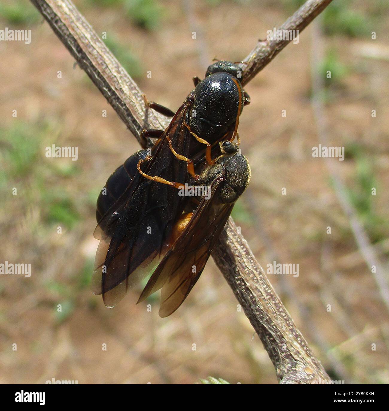 Carebara ant hi-res stock photography and images - Alamy