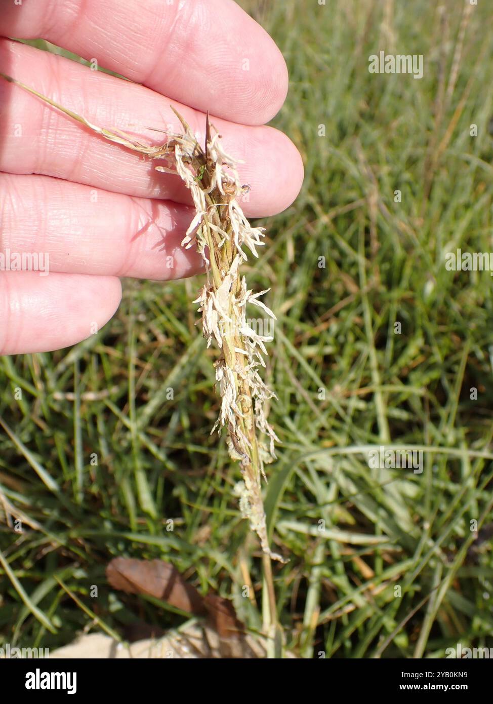 common cordgrass (Sporobolus anglicus) Plantae Stock Photo - Alamy