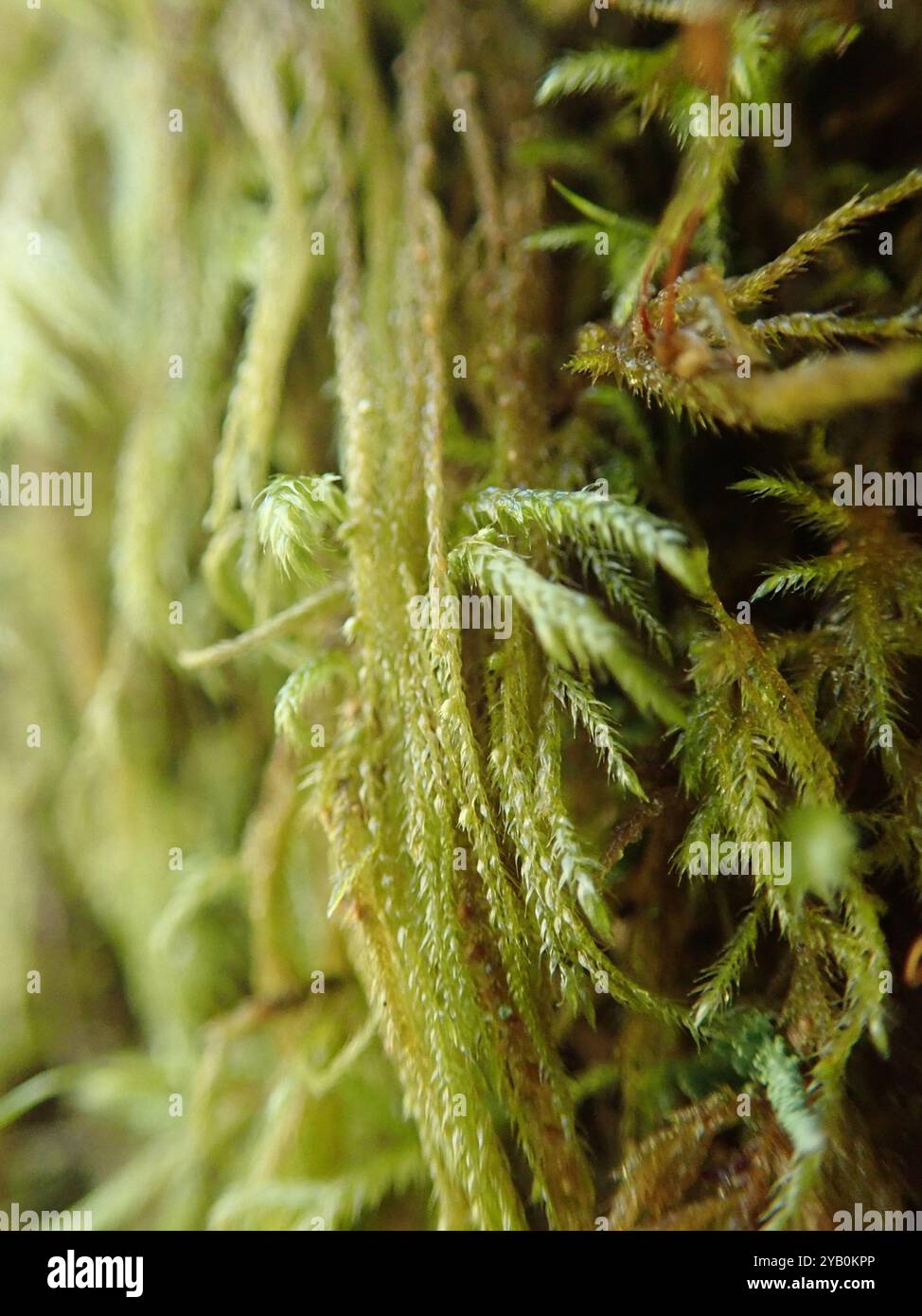 Cat's Tail Moss (Pseudisothecium stoloniferum) Plantae Stock Photo - Alamy