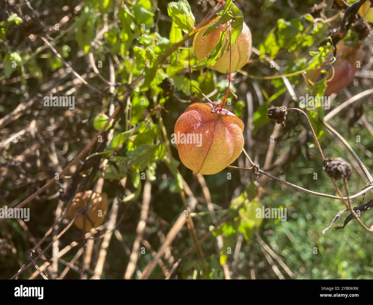 Lesser Balloon Vine (Cardiospermum halicacabum) Plantae Stock Photo - Alamy
