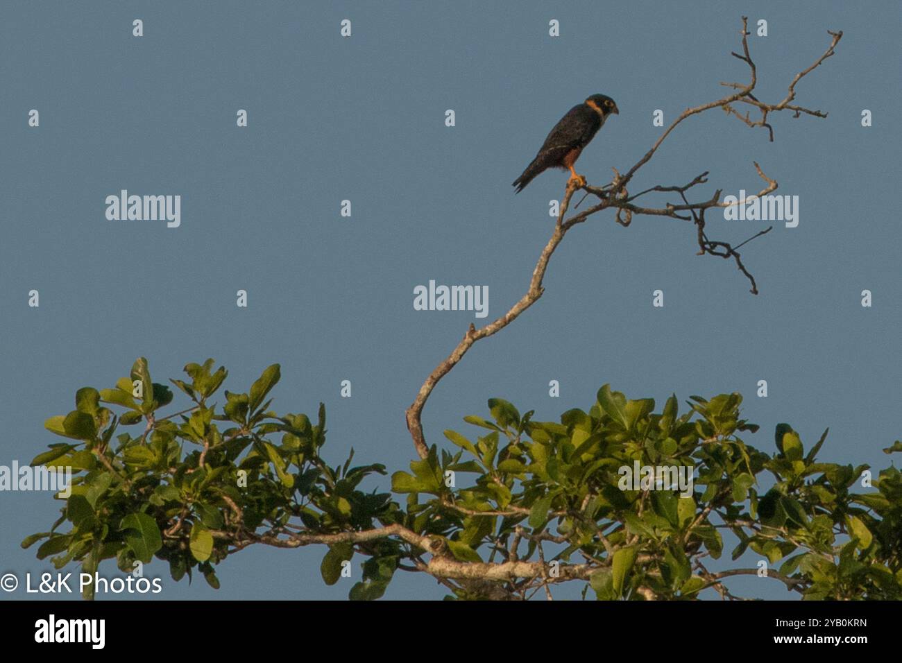 Bat Falcon (Falco rufigularis) Aves Stock Photo - Alamy