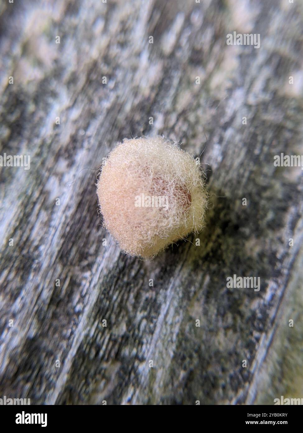 Woolly Oak Gall Wasp (Callirhytis lanata) Insecta Stock Photo - Alamy