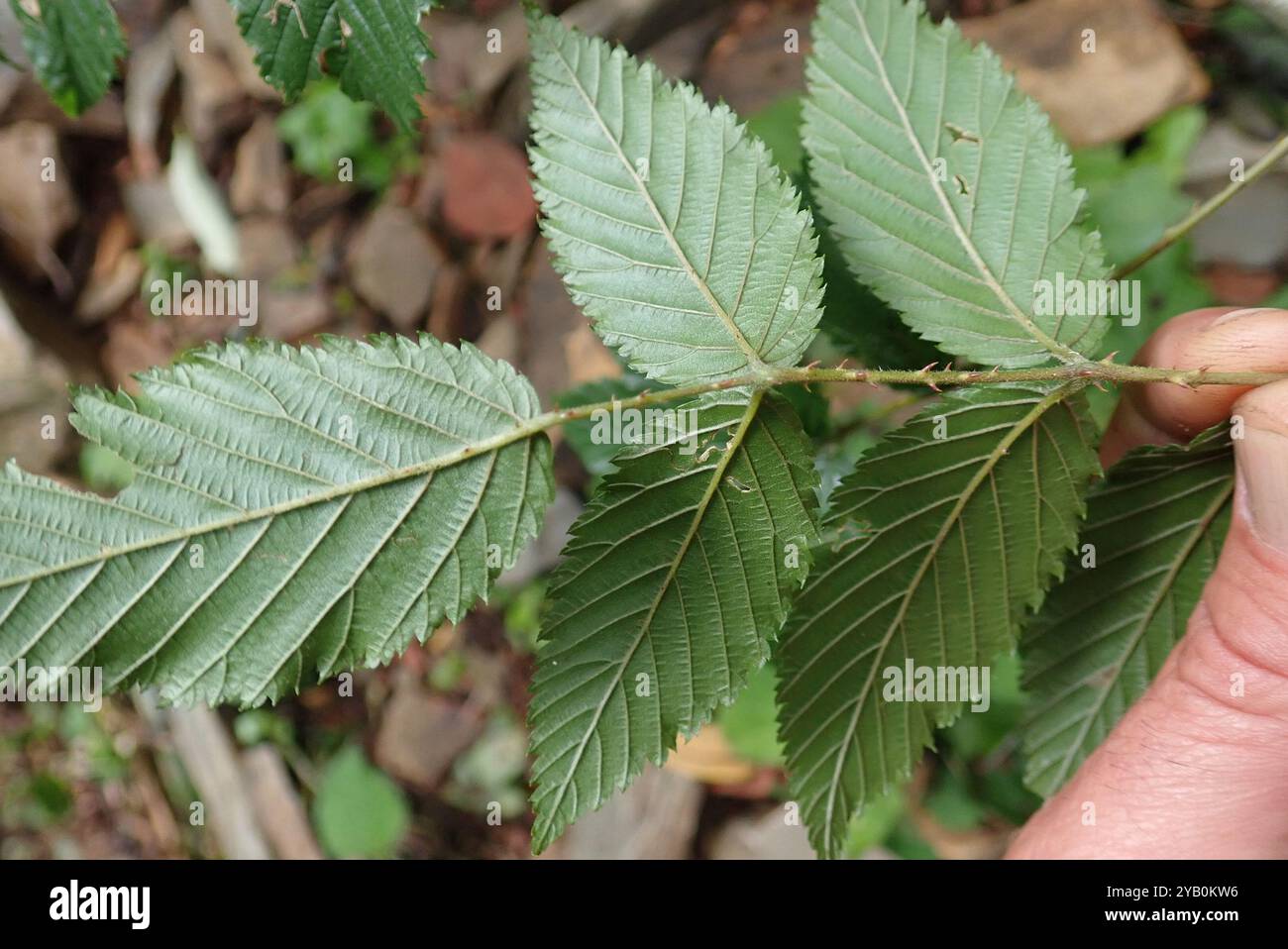 South African Raspberry (Rubus pinnatus) Plantae Stock Photo - Alamy