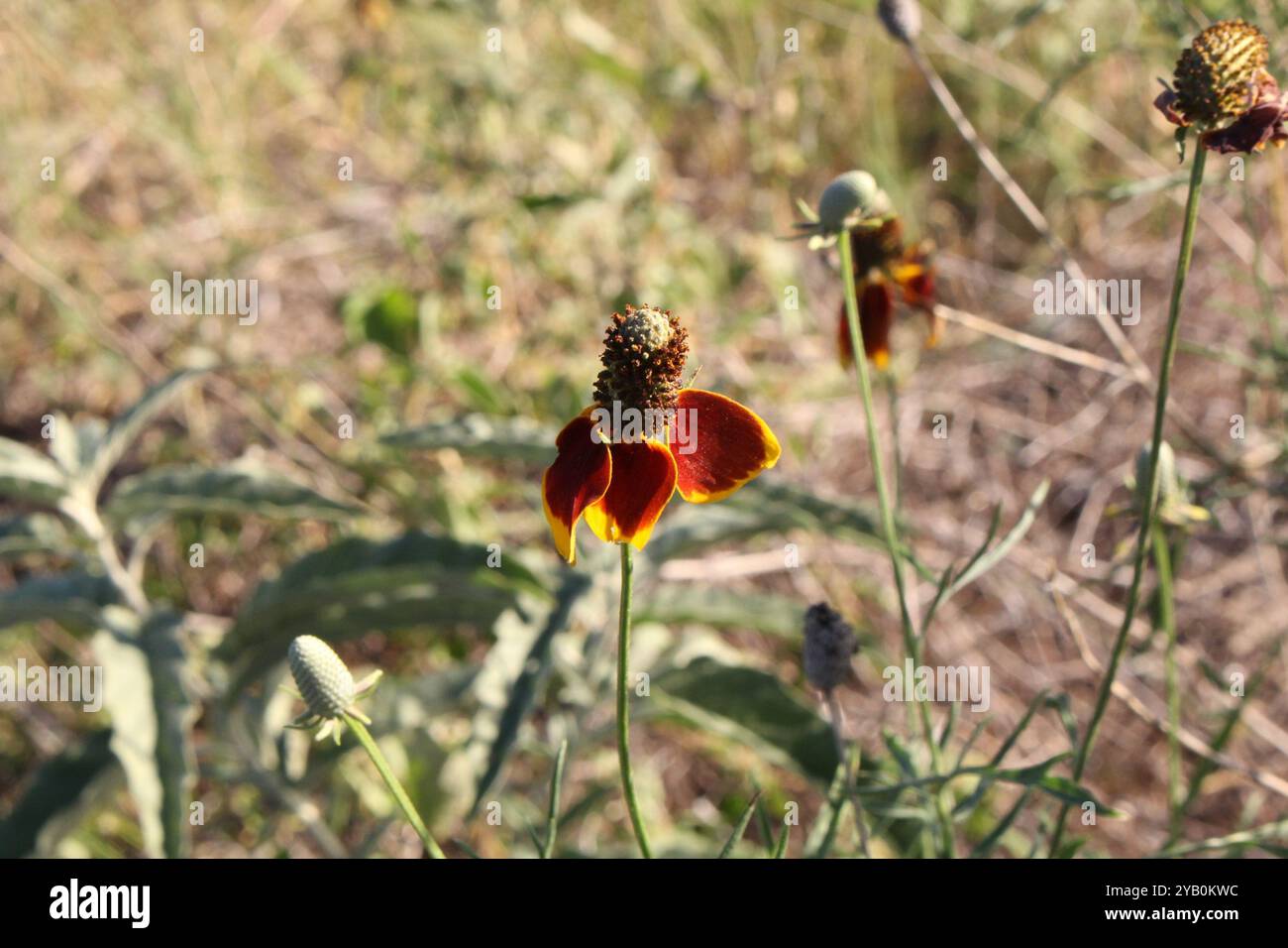 upright prairie coneflower (Ratibida columnifera) Plantae Stock Photo ...
