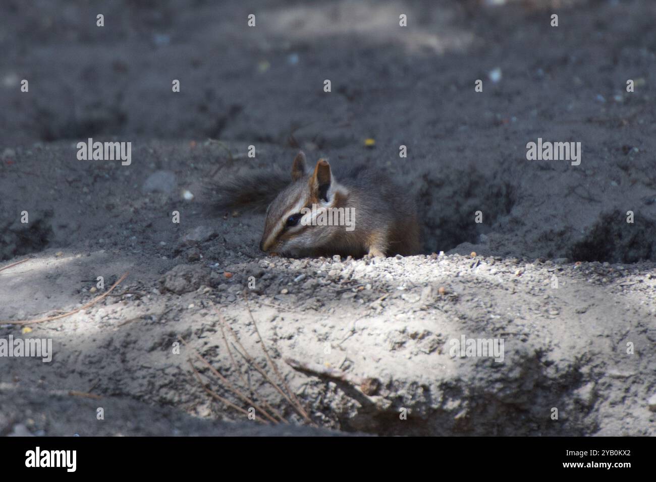 Cliff Chipmunk (Neotamias dorsalis) Mammalia Stock Photo - Alamy