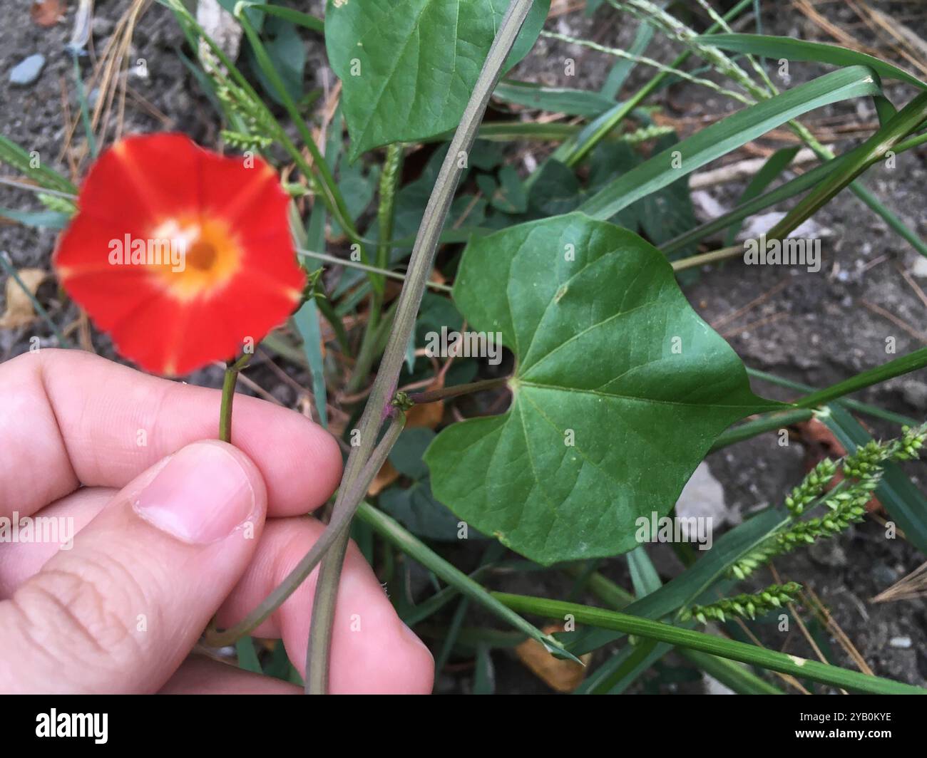 red morning glory (Ipomoea coccinea) Plantae Stock Photo - Alamy