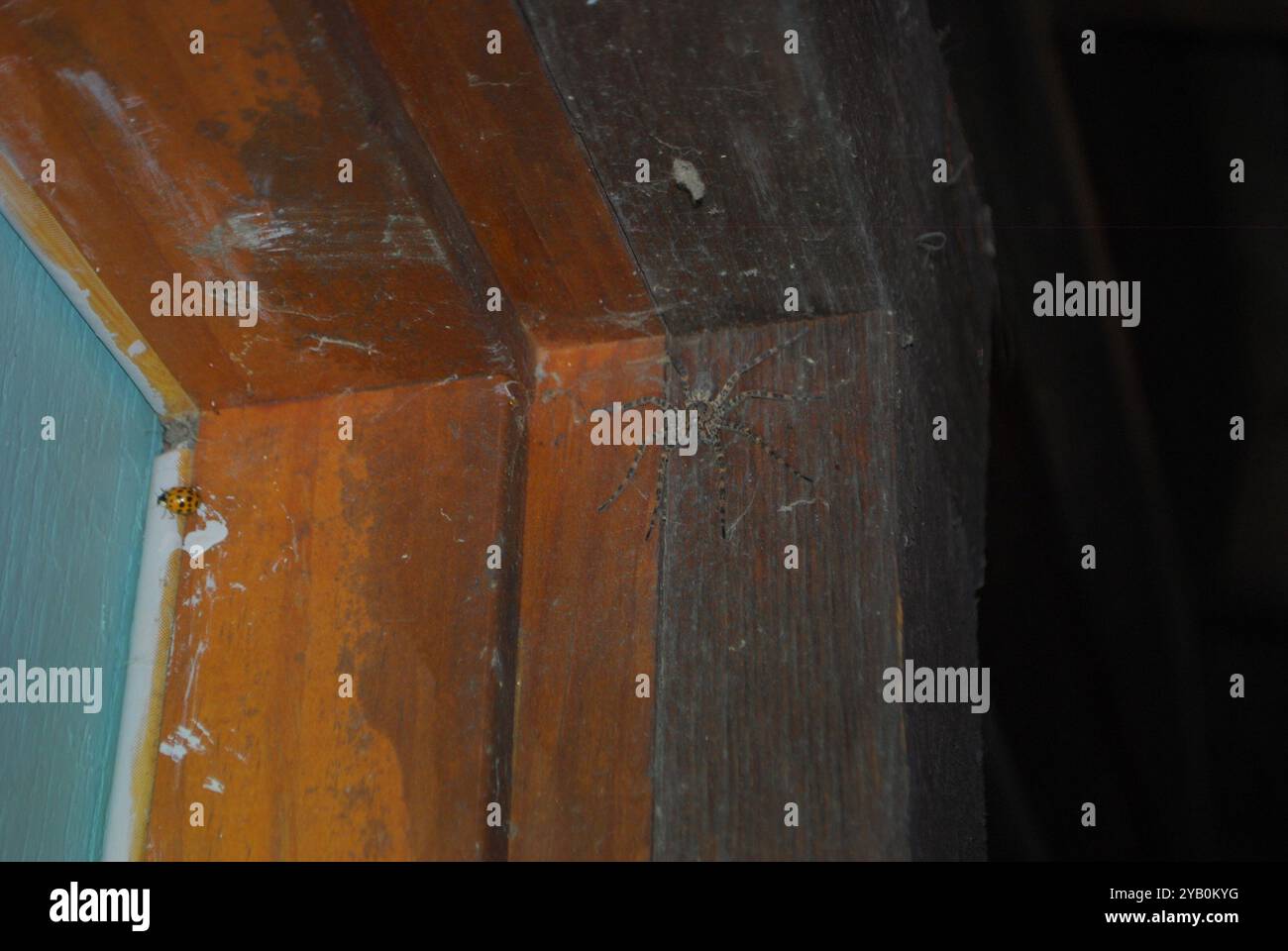 Wolf Spiders and Allies (Lycosoidea) Arachnida Stock Photo - Alamy