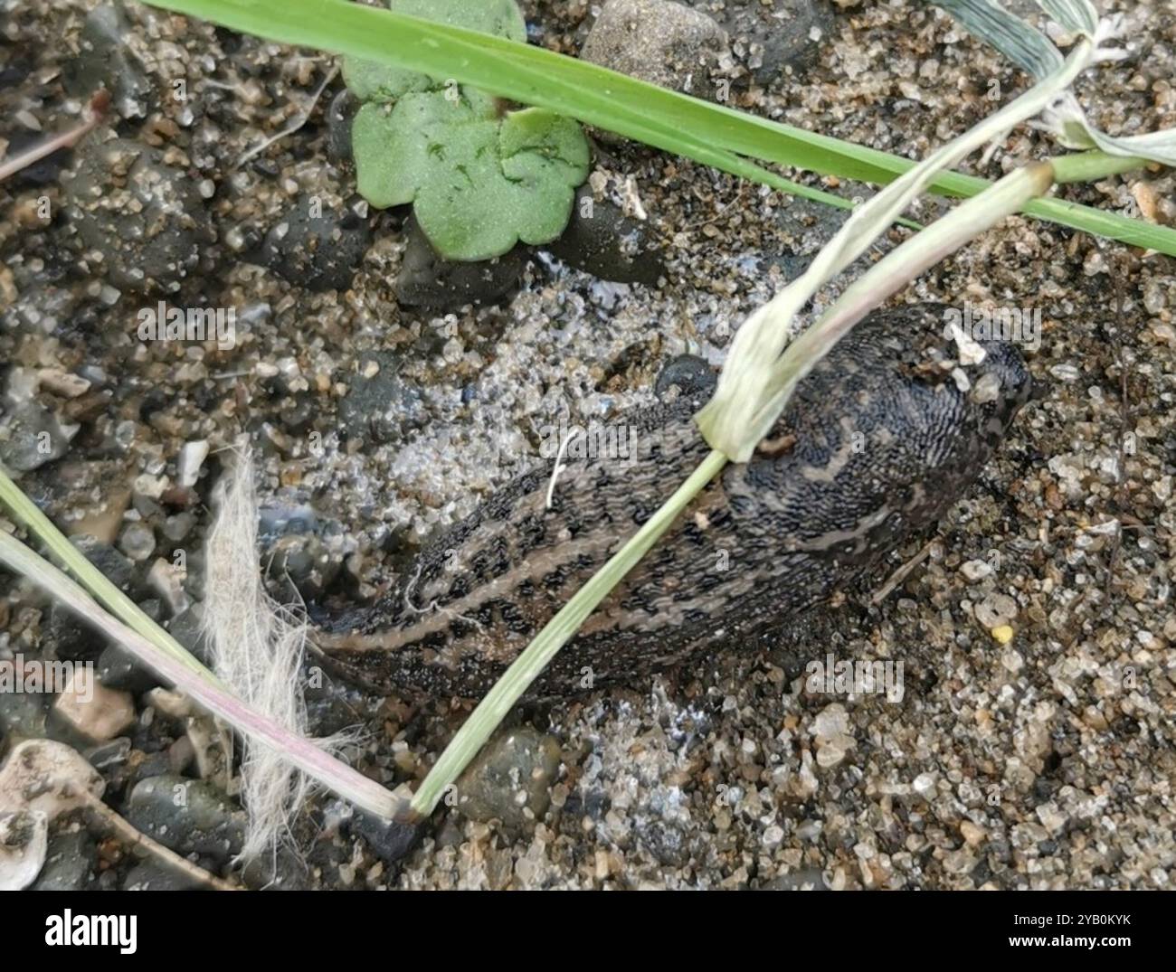Leopard Slug (Limax maximus) Mollusca Stock Photo - Alamy