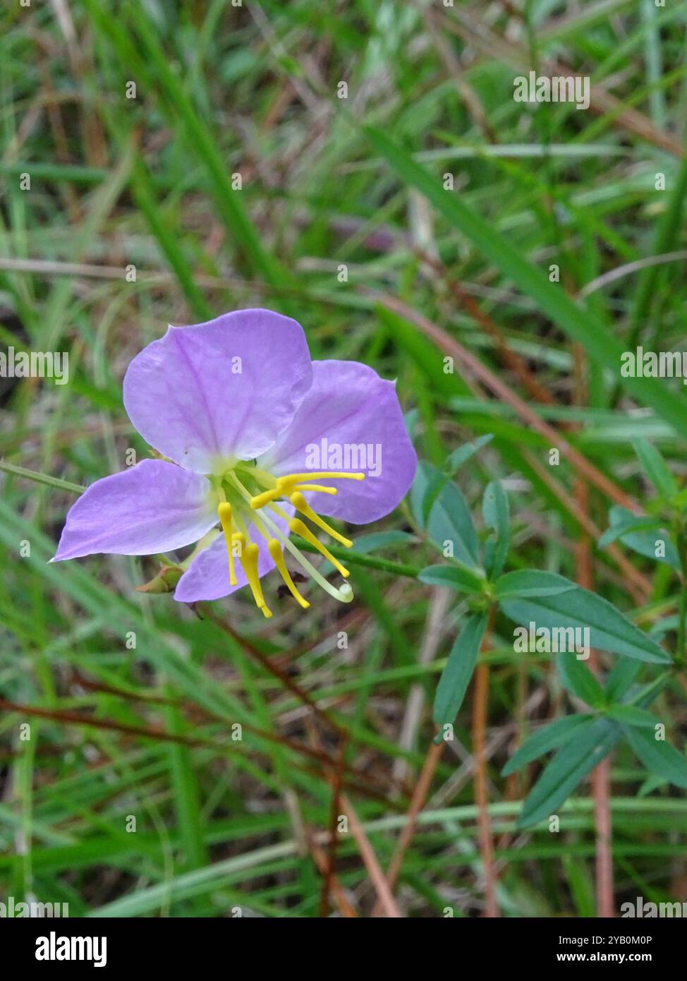 Meadowbeauties (Rhexia) Plantae Stock Photo - Alamy