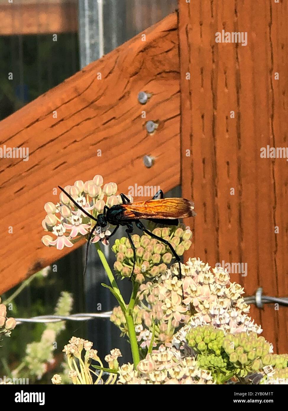 Thisbe's Tarantula-hawk Wasp (Pepsis thisbe) Insecta Stock Photo - Alamy