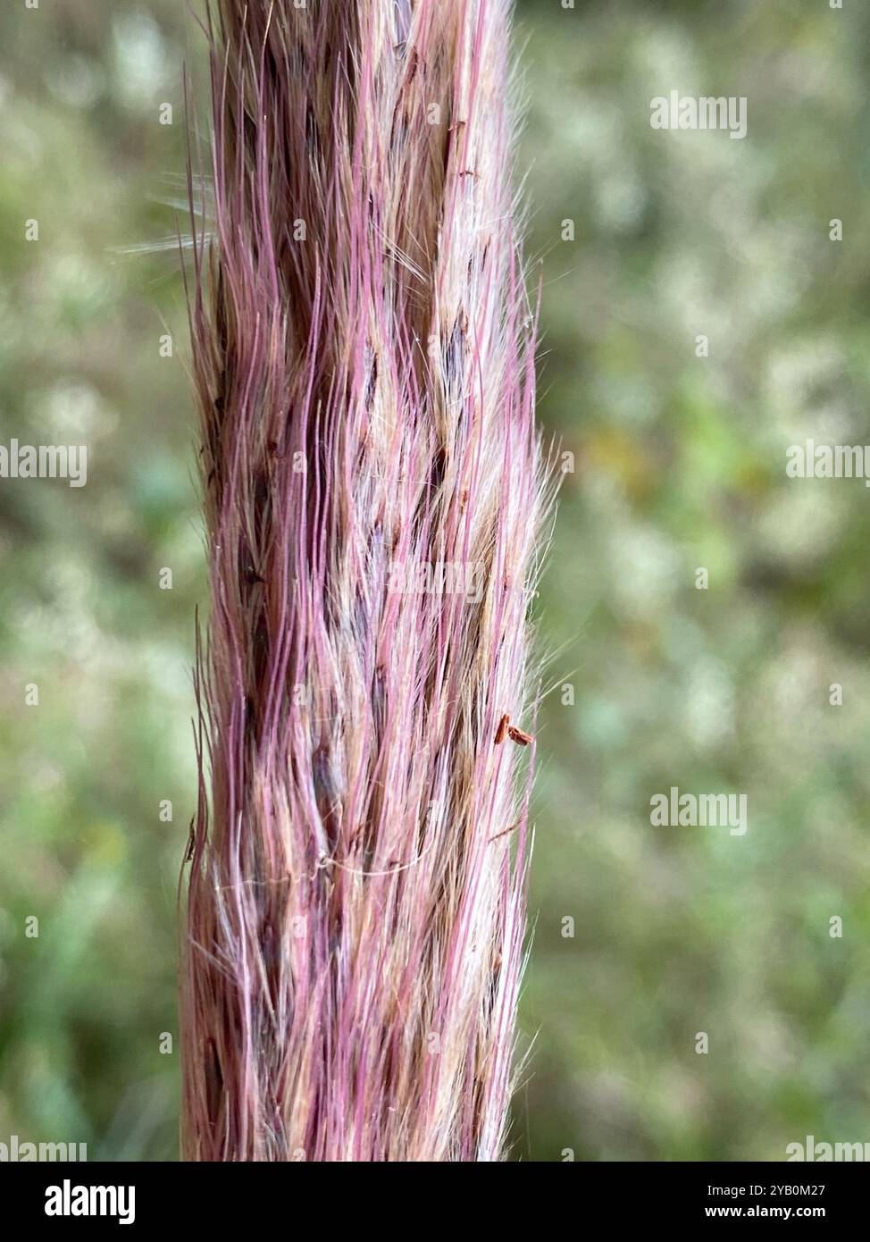 sugarcane plumegrass (Erianthus giganteus) Plantae Stock Photo - Alamy
