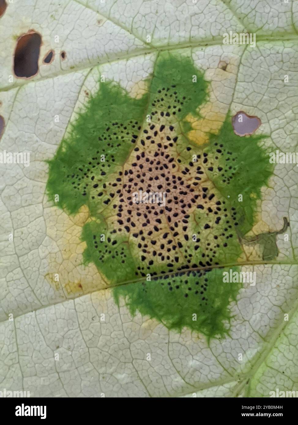 Speckled Tar Spot (Rhytisma punctatum) Fungi Stock Photo - Alamy