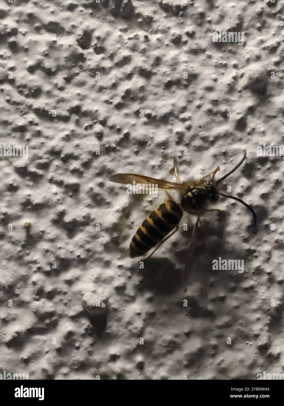 Downy Yellowjacket (Vespula flavopilosa) Insecta Stock Photo - Alamy