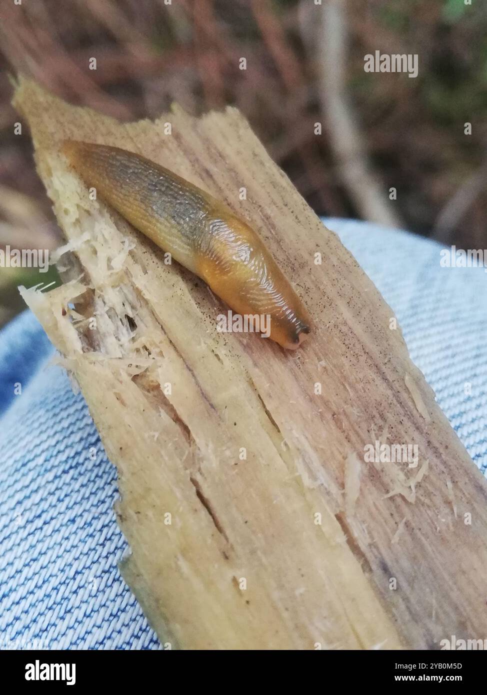 Lemon Slug (Malacolimax tenellus) Mollusca Stock Photo - Alamy