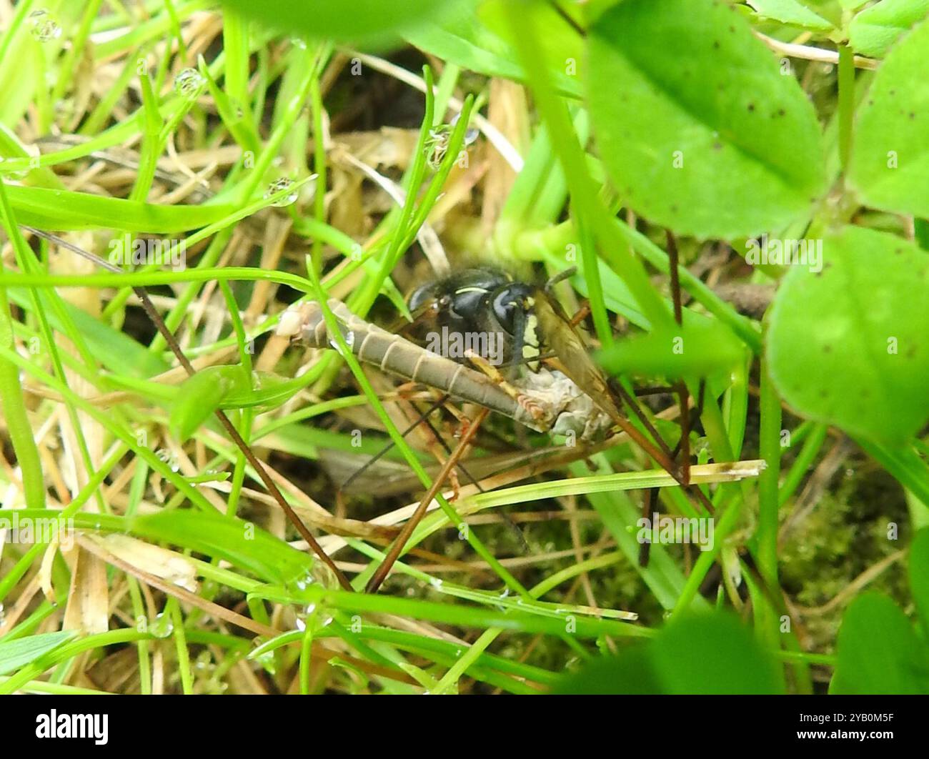 Large Crane Flies (Tipulidae) Insecta Stock Photo - Alamy