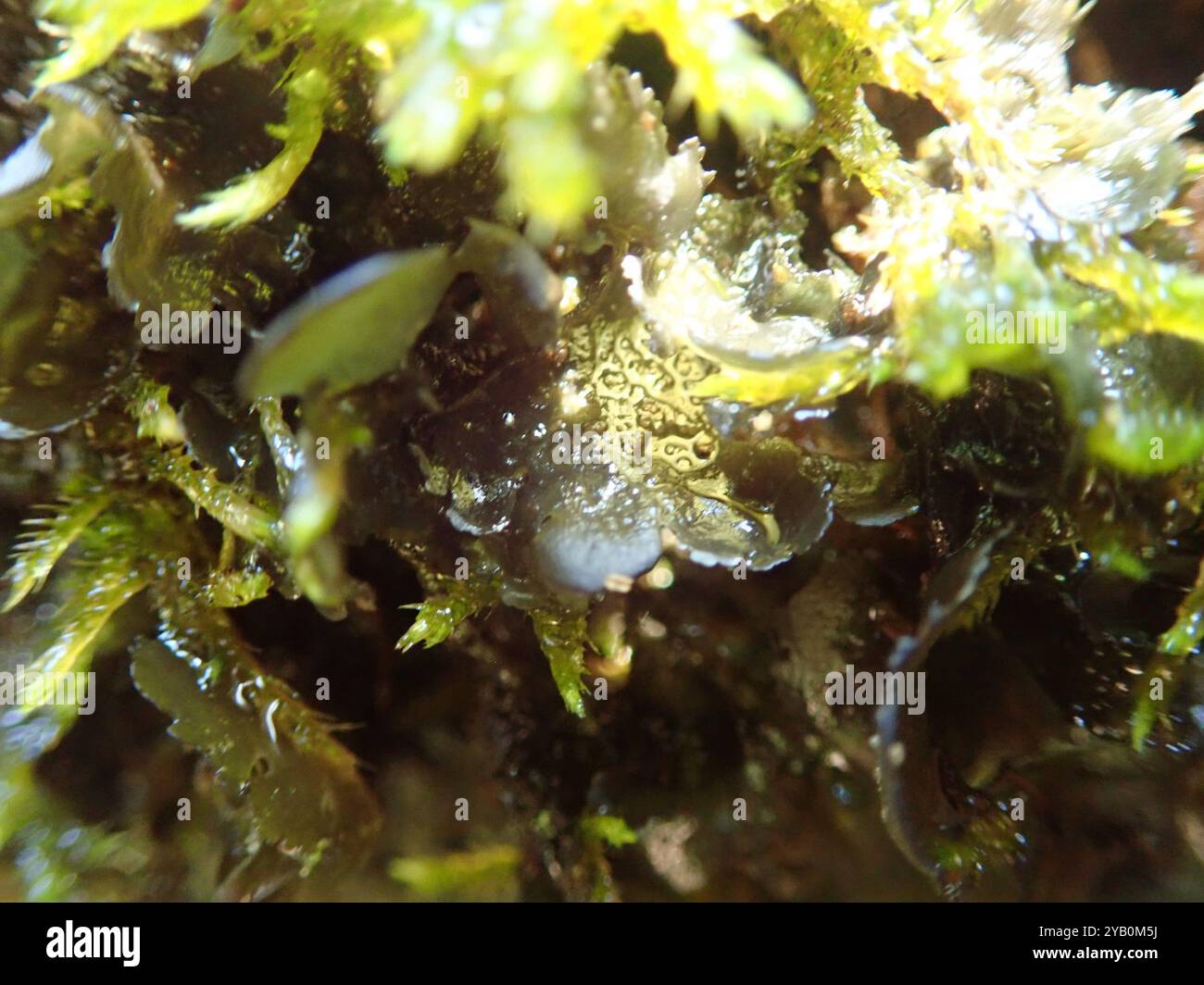 Batwing Vinyl Lichen (Scytinium platynum) Fungi Stock Photo - Alamy