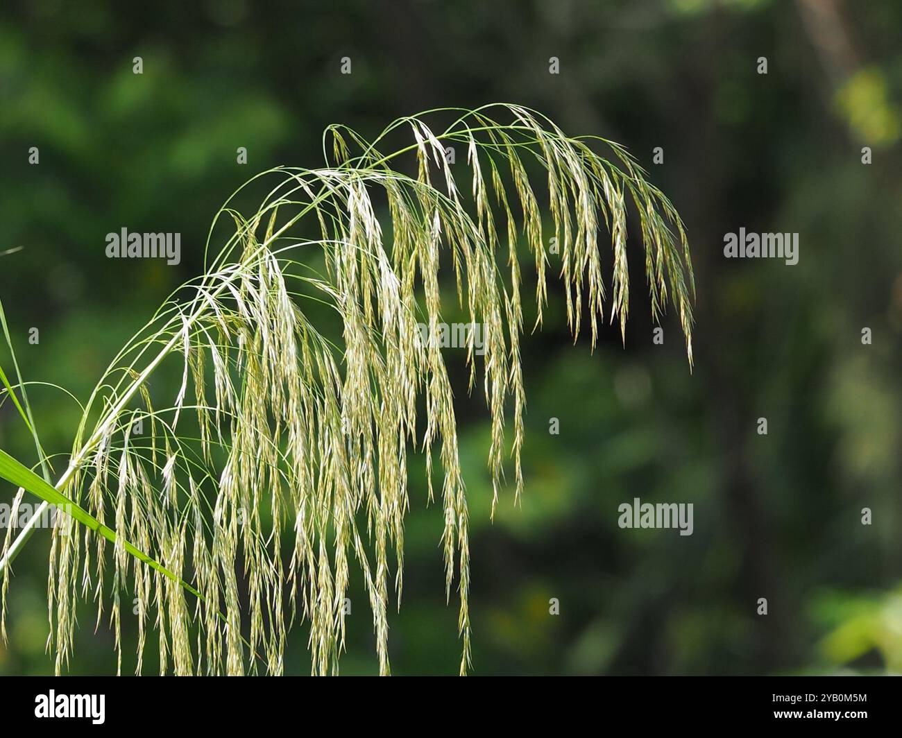 Tall Reed (Phragmites karka) Plantae Stock Photo - Alamy