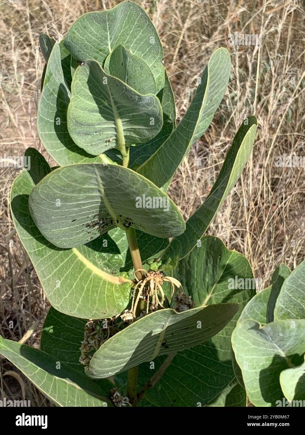 broadleaf milkweed (Asclepias latifolia) Plantae Stock Photo - Alamy