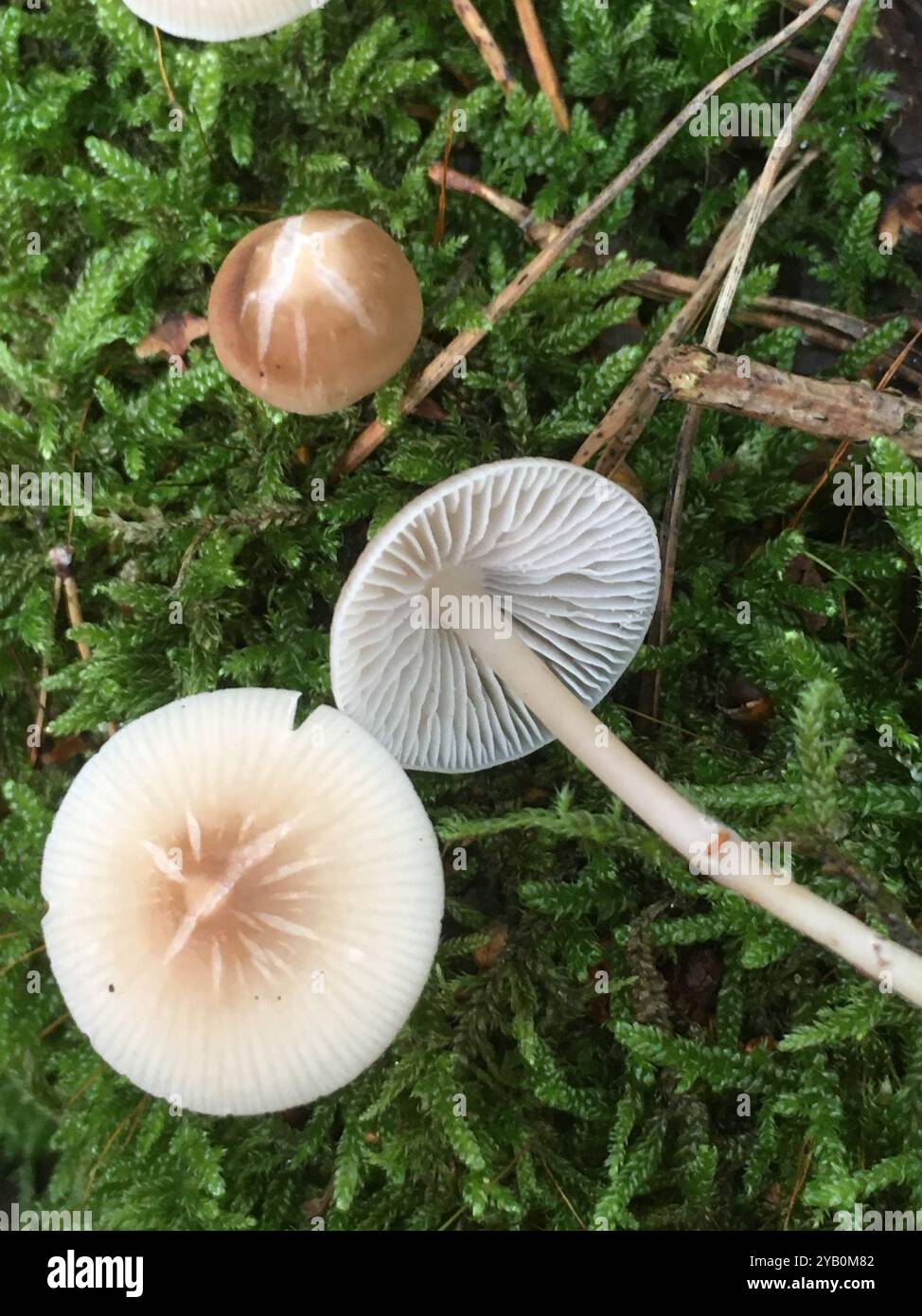 common bonnet (Mycena galericulata) Fungi Stock Photo - Alamy