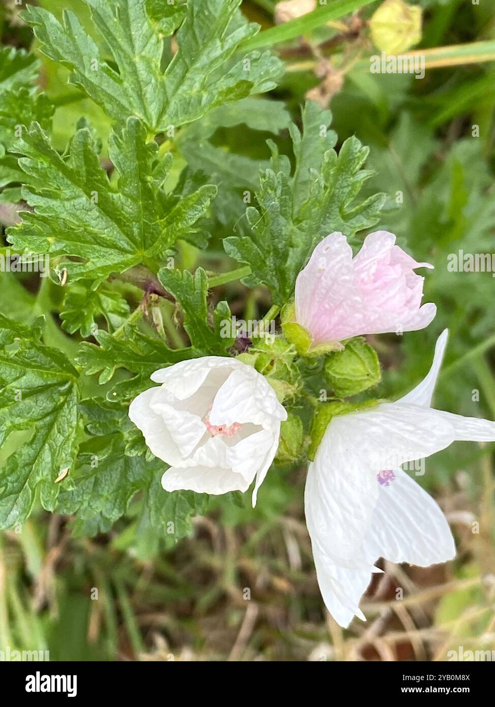 musk mallow (Malva moschata) Plantae Stock Photo - Alamy