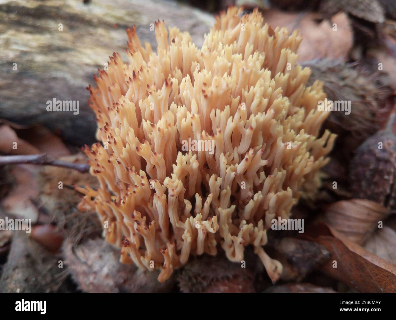 Upright Coral Fungus (Ramaria stricta) Fungi Stock Photo - Alamy