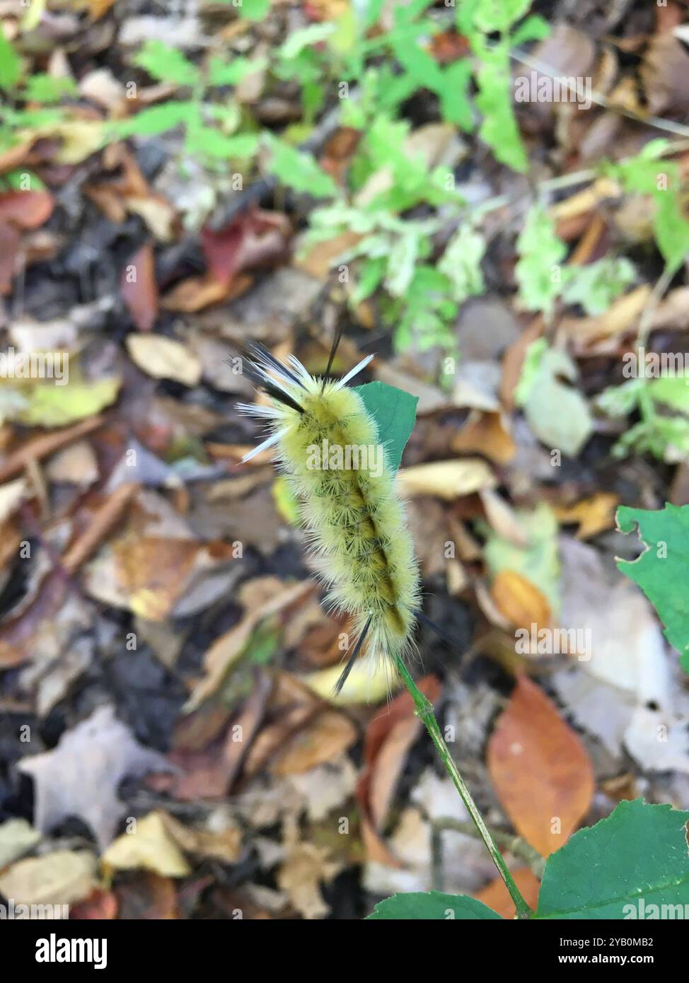 Banded Tussock Moth (Halysidota tessellaris) Insecta Stock Photo - Alamy