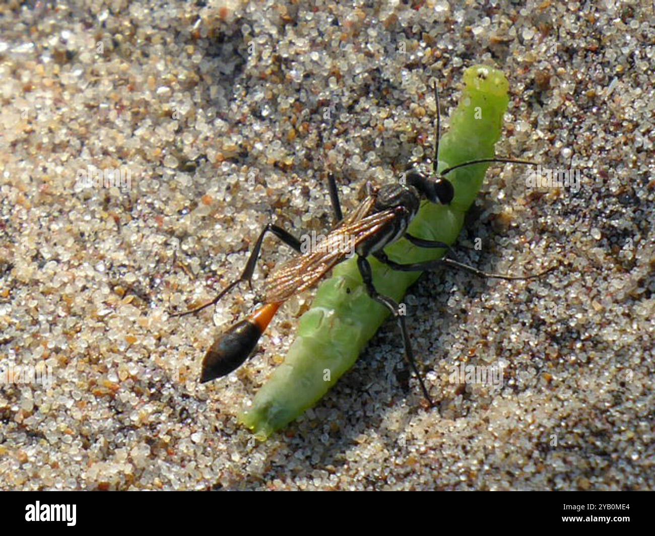 Common Thread-waisted Wasp (Ammophila procera) Insecta Stock Photo - Alamy