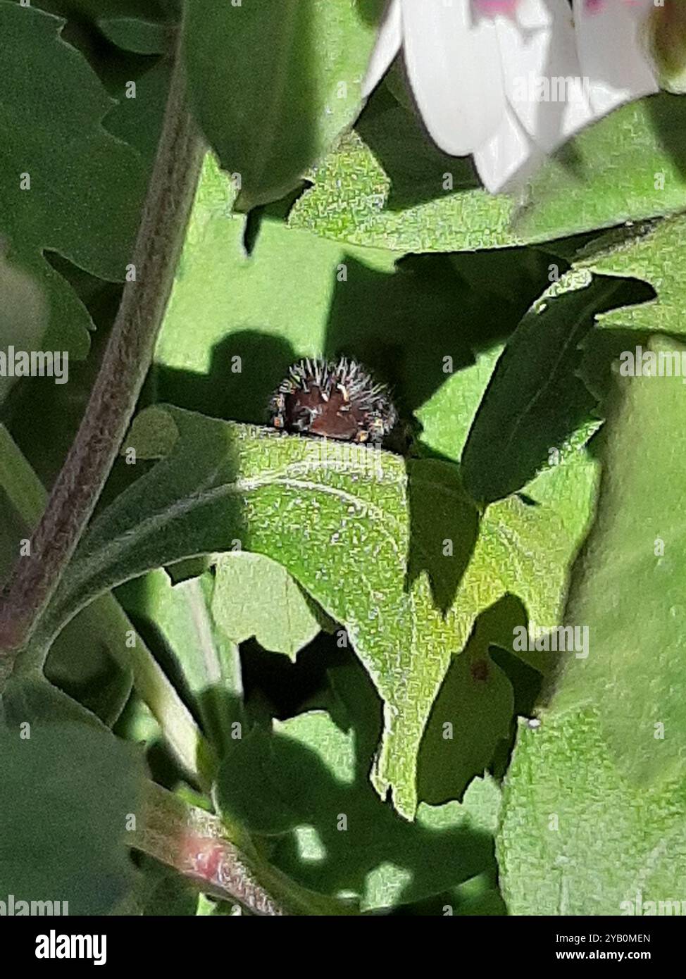 Bold Jumping Spider (Phidippus audax) Arachnida Stock Photo - Alamy