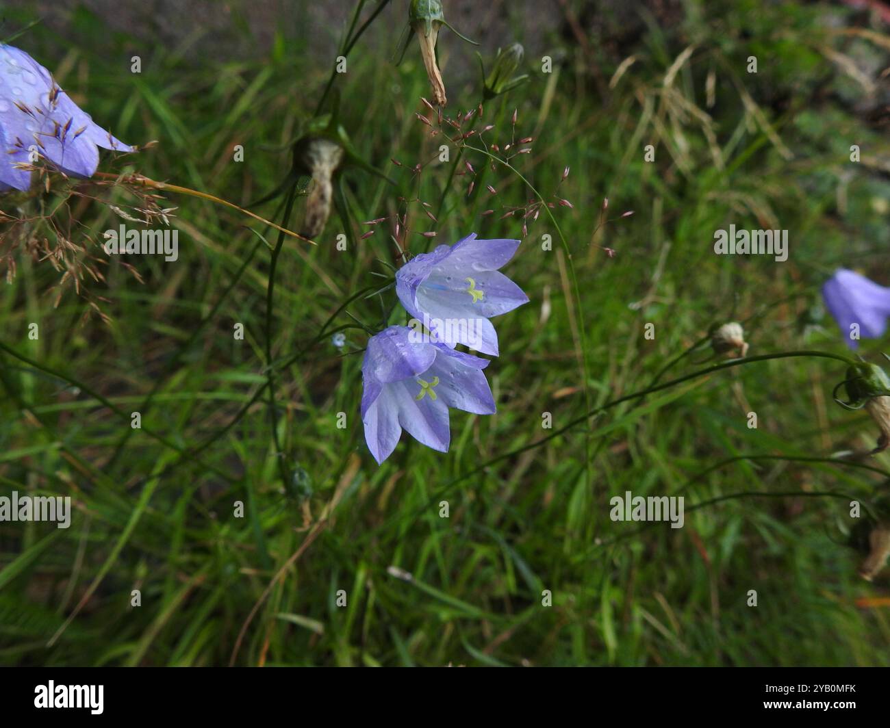 Common Harebell (Campanula rotundifolia) Plantae Stock Photo - Alamy