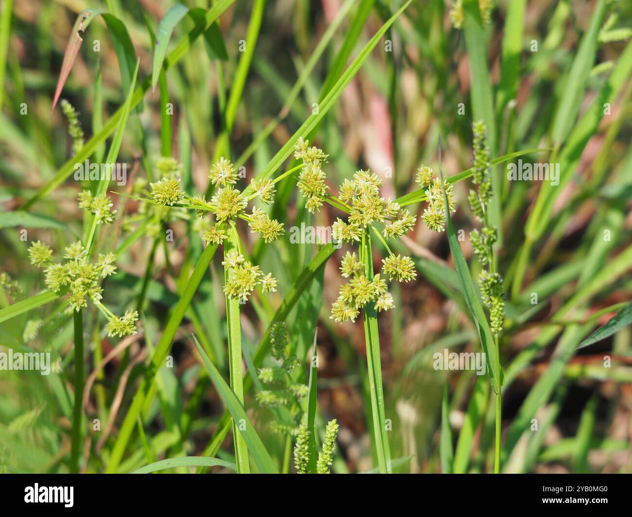 Variable Flatsedge (Cyperus difformis) Plantae Stock Photo - Alamy