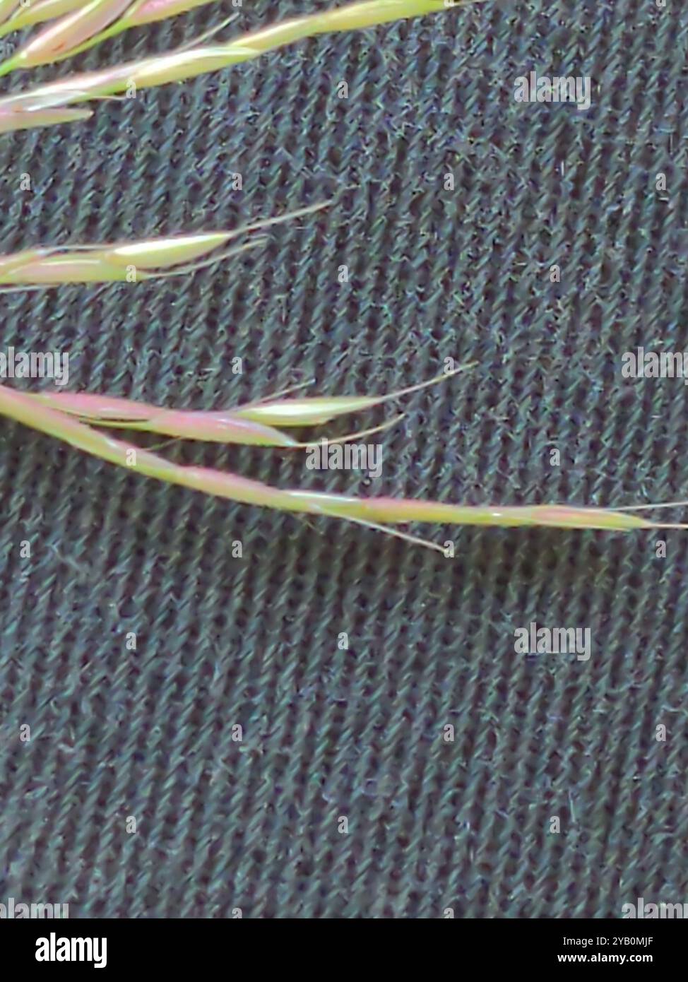 bristlegrasses, bluestems, paspalums, and allies (Panicoideae) Plantae ...