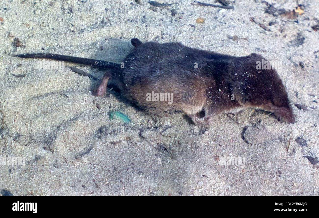Common Shrew (Sorex araneus) Mammalia Stock Photo - Alamy