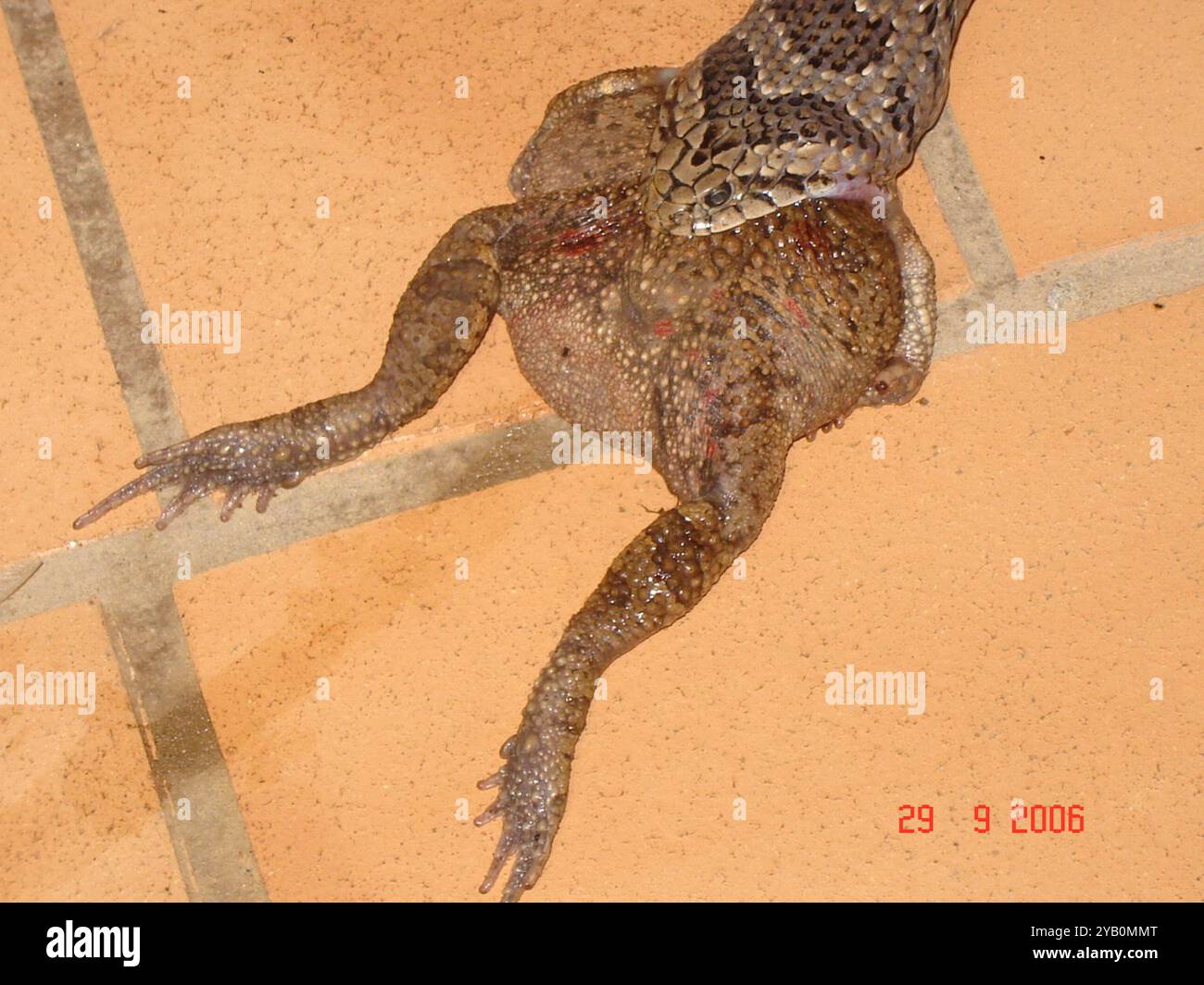 Rhombic Night Adder (Causus rhombeatus) Reptilia Stock Photo - Alamy