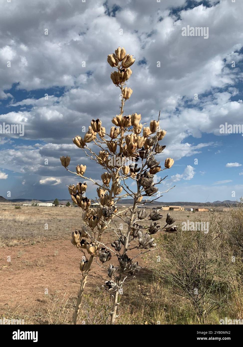 soaptree yucca (Yucca elata) Plantae Stock Photo - Alamy